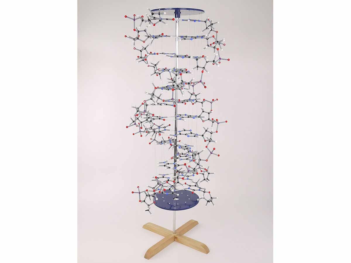 DNA-modell, byggesett, høyde 85 cm - LabDidakt